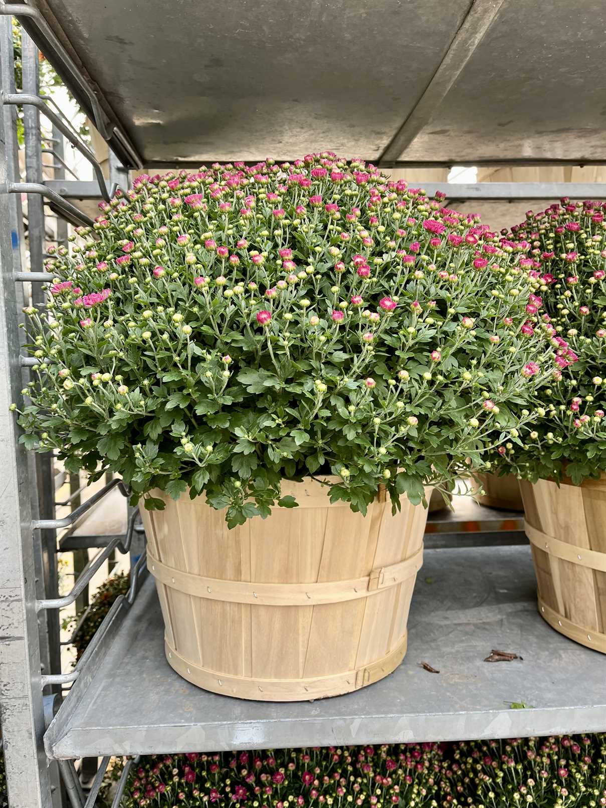 Fall Annuals – Michael's Greenhouses