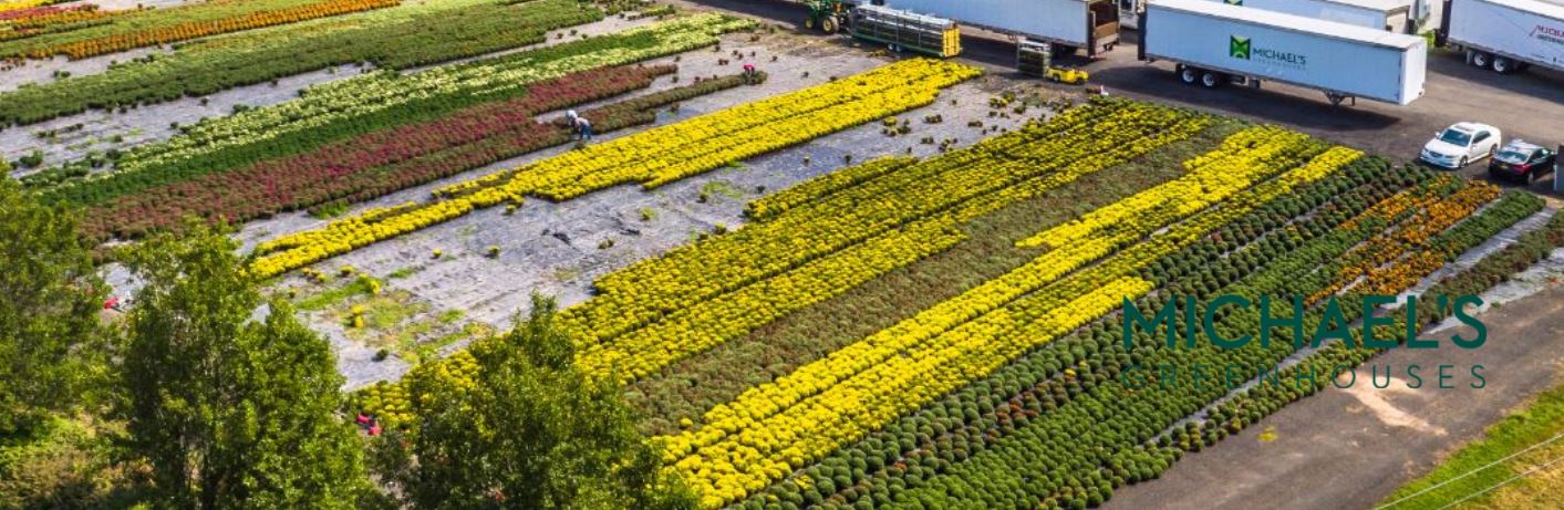 mum header 4 – Michael's Greenhouses