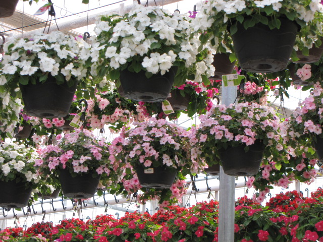 Spring Annuals – Michael's Greenhouses