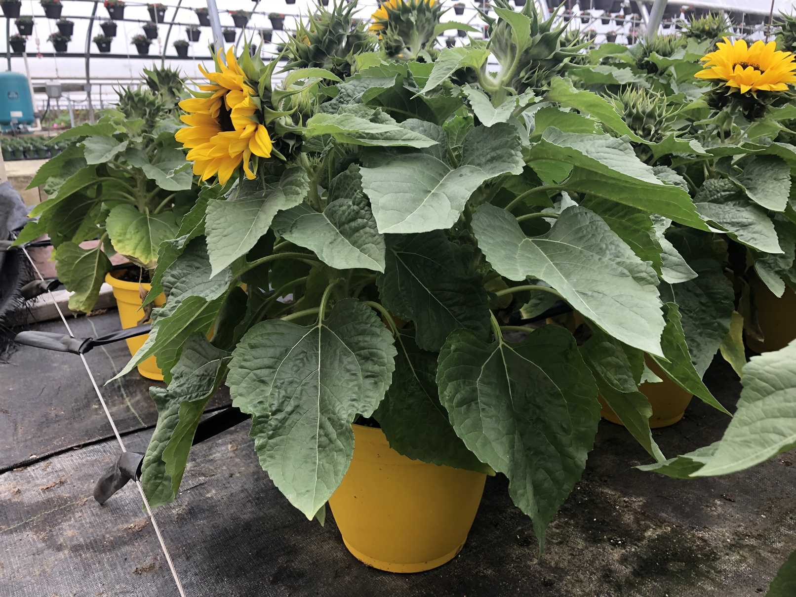8″ Sunflower – Michael's Greenhouses