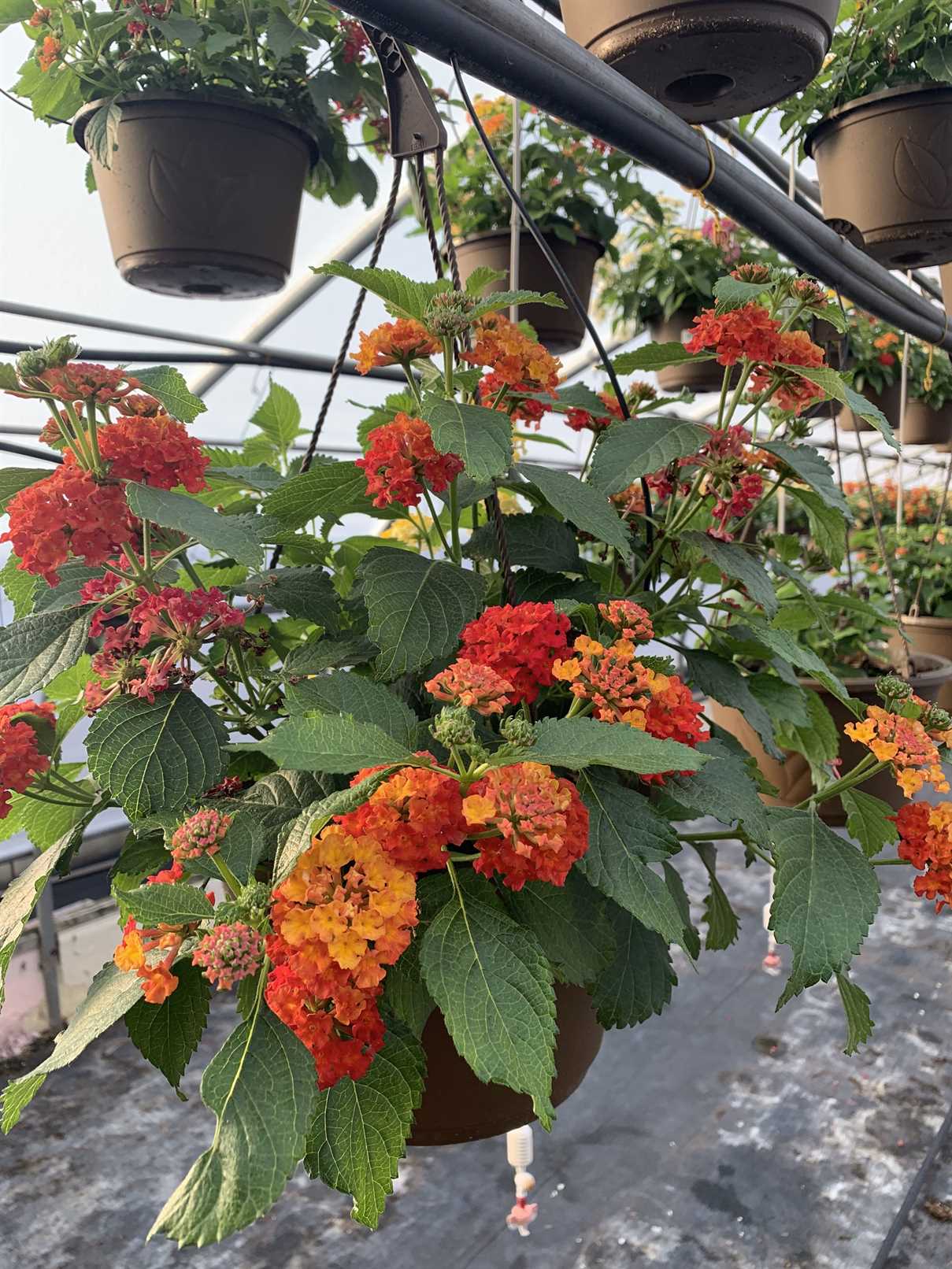 Spring 2018 Photo Gallery – Michael's Greenhouses